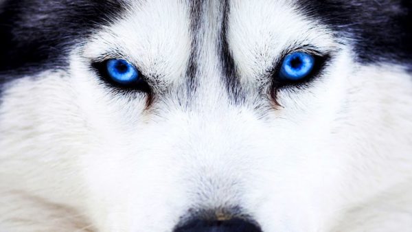 Top 30 Most Beautiful Dog Breeds: Did Your Favorite Breed Make The List ...
