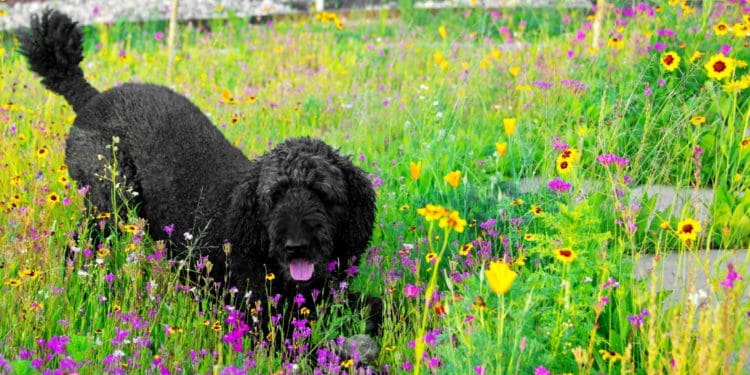 305 Amazing Dog Names For Your Adorable New Puppy - www.beyondbarks.com