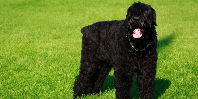 23 Of The Most Beautiful Large Dog Breeds That Will Fill Your Heart And ...