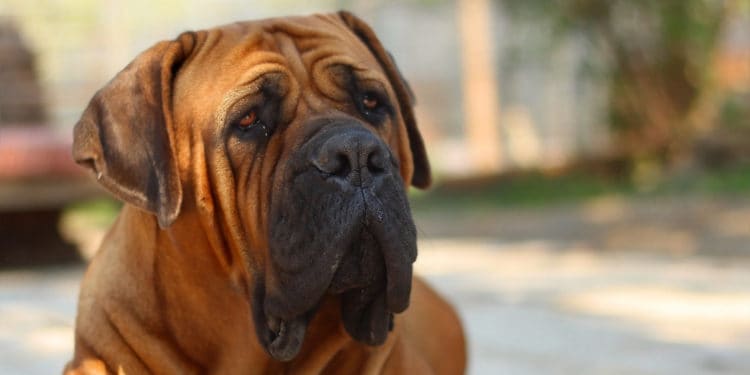 23 Of The Most Beautiful Large Dog Breeds That Will Fill Your Heart And ...
