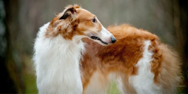 23 Of The Most Beautiful Large Dog Breeds That Will Fill Your Heart And ...