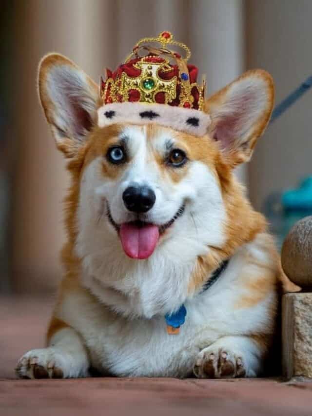 7 Amazing Facts About The Queen's Corgis - www.beyondbarks.com