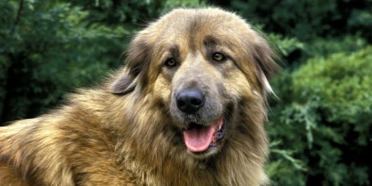 23 Of The Most Beautiful Large Dog Breeds That Will Fill Your Heart And ...
