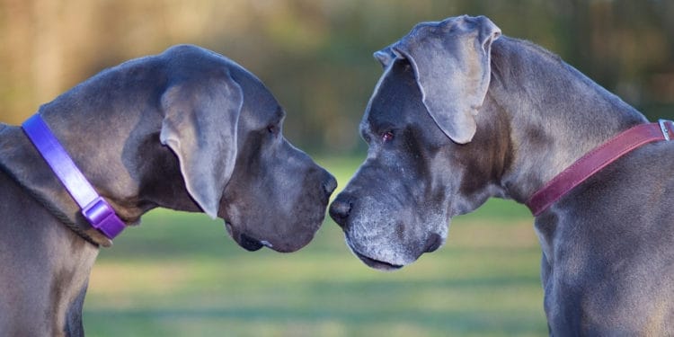 23 Of The Most Beautiful Large Dog Breeds That Will Fill Your Heart And ...