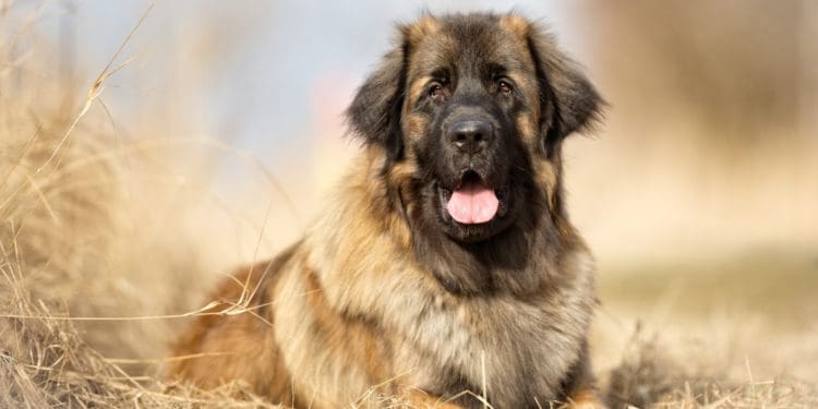 23 Of The Most Beautiful Large Dog Breeds That Will Fill Your Heart And ...