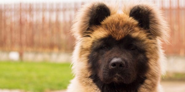 23 Of The Most Beautiful Large Dog Breeds That Will Fill Your Heart And ...