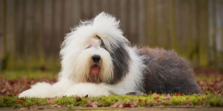 23 Of The Most Beautiful Large Dog Breeds That Will Fill Your Heart And ...