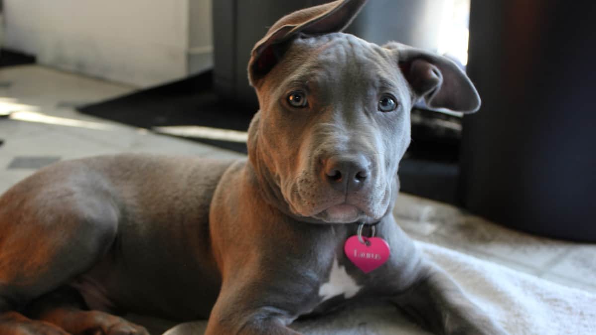 The 50 Best Boy Dog Names You Can Call Your New Puppy Today - www ...