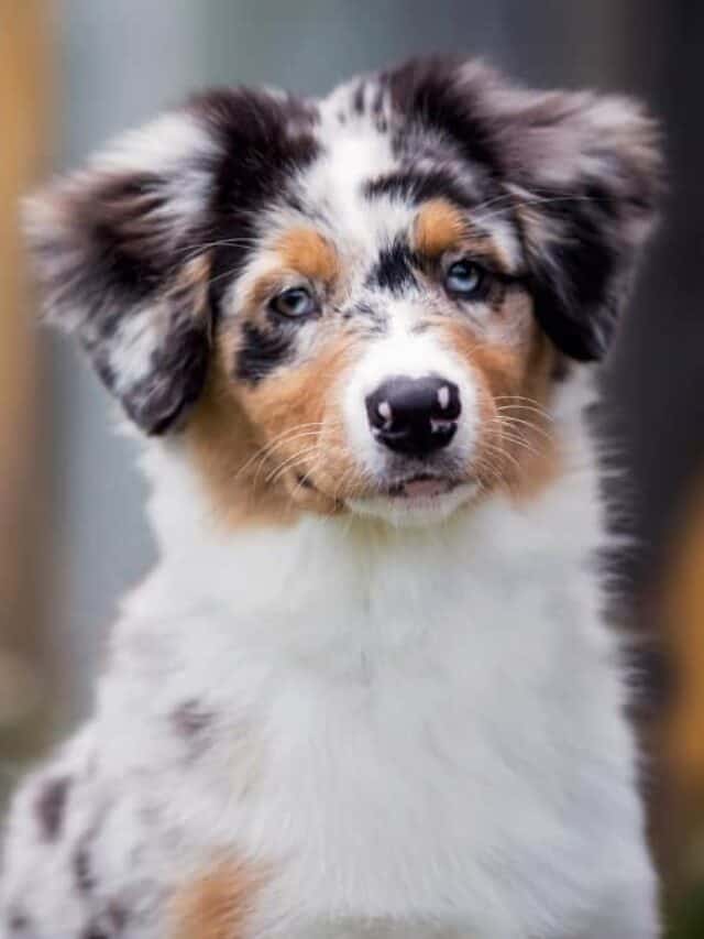 Ready to Find Your Furrever Friend? 9 Must-Ask Questions Before ...