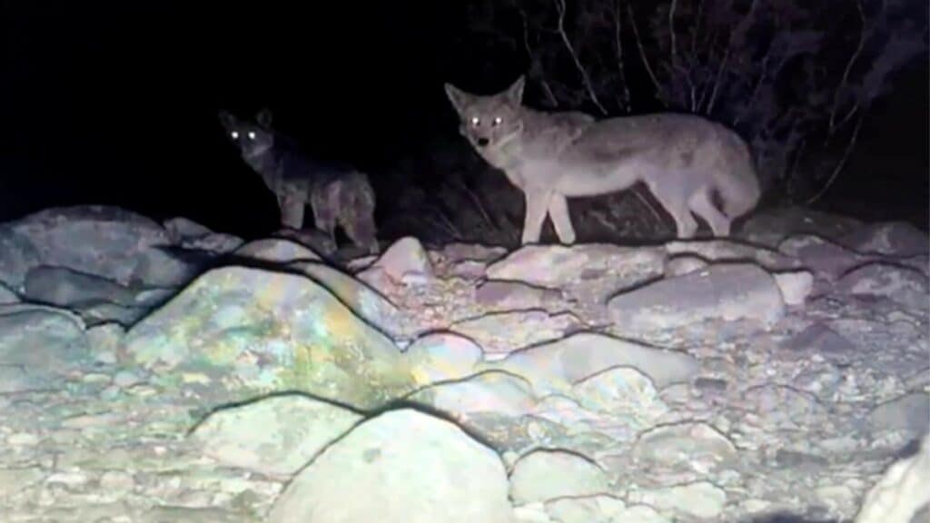 Meet Ghost: The White Dog Who Became A Member Of A Coyote Pack And ...