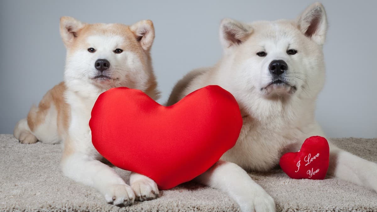 It's International Akita Day And Owners Share How They Stole Their ...