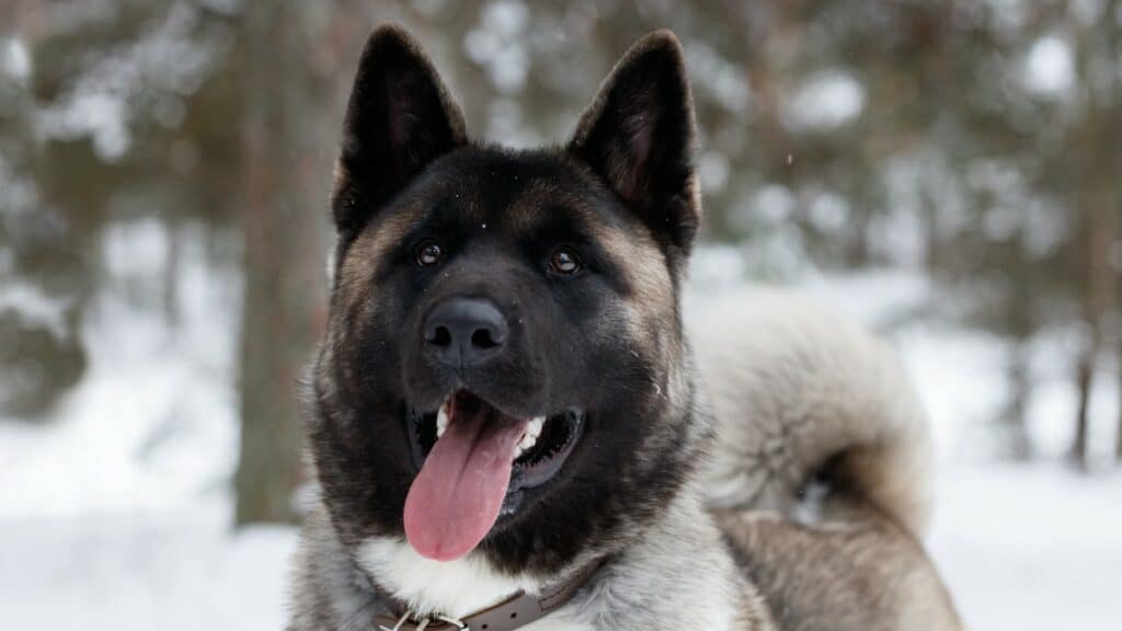 What Makes The Akita Dog Breed So Special? [The Ultimate Guide] - www ...