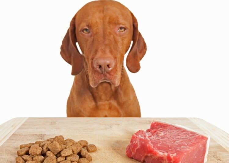 What Colors Can Dogs See? A Comprehensive Guide for Pet Owners - www ...