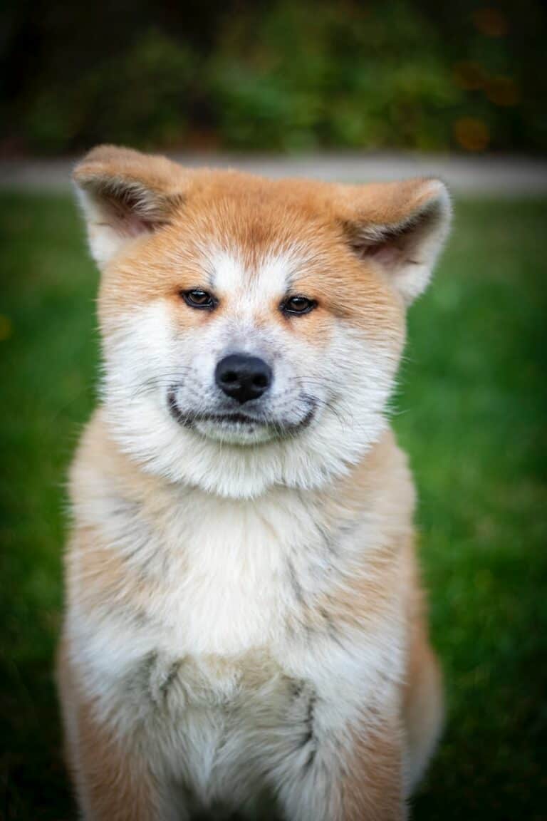 What Makes The Akita Dog Breed So Special? [The Ultimate Guide] - www ...
