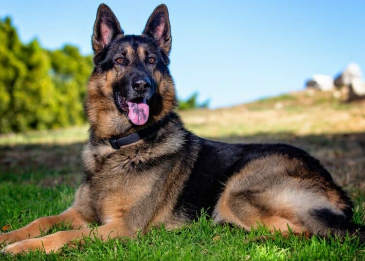 231+ Unforgettable German Shepherd Names: From Classic to Cool! - www ...