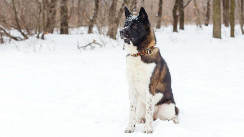 The 26 Best Dog Breeds for Cold Climates - www.beyondbarks.com