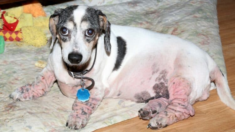 The 7 Leading Causes of Bald Spots on Dogs and Their Fixes! - www ...
