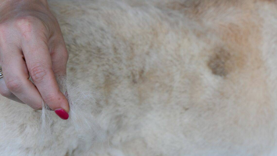 The 7 Leading Causes of Bald Spots on Dogs and Their Fixes! - www ...