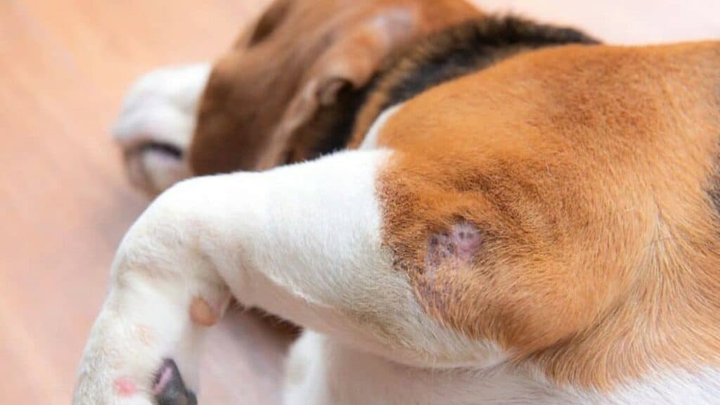 The 7 Leading Causes of Bald Spots on Dogs and Their Fixes! - www ...