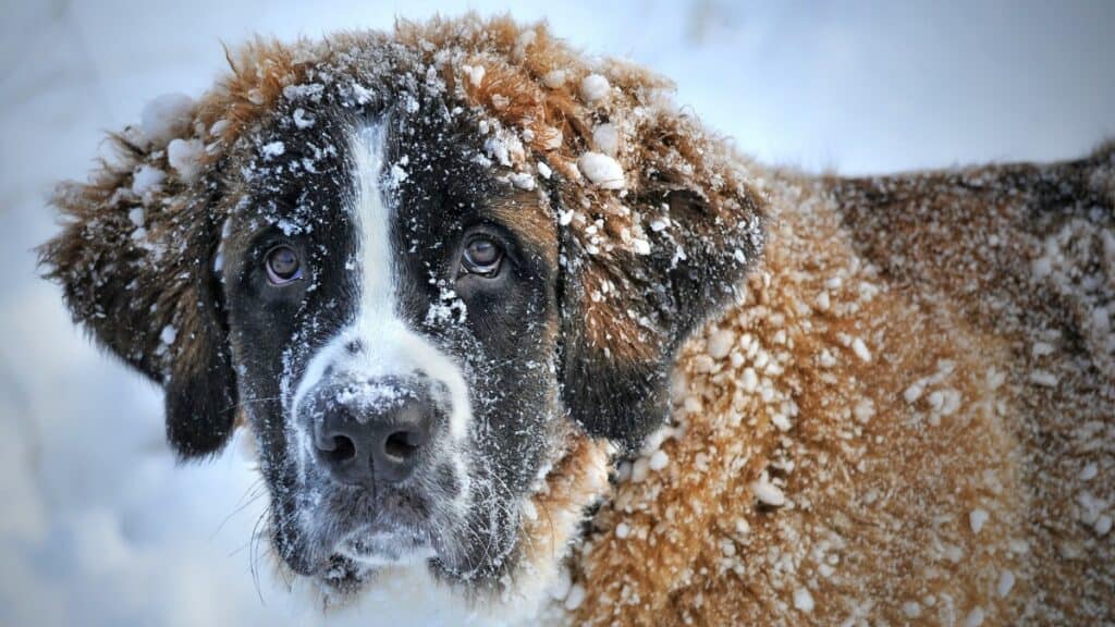 The 26 Best Dog Breeds for Cold Climates - www.beyondbarks.com