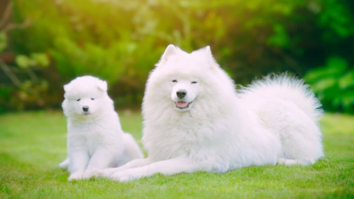 13 Popular Big White Fluffy Dog Breeds That Will Capture Your Heart ...