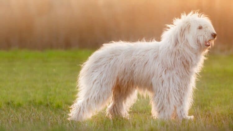 13 Popular Big White Fluffy Dog Breeds That Will Capture Your Heart ...
