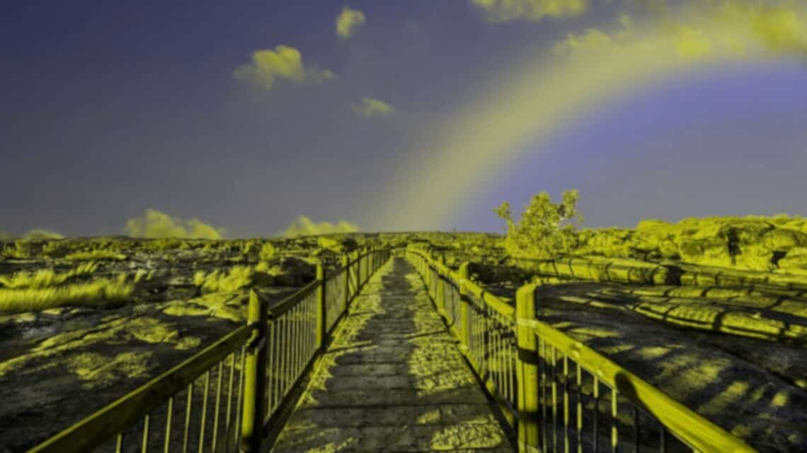 What Colors Can Dogs See? A Comprehensive Guide for Pet Owners - www ...