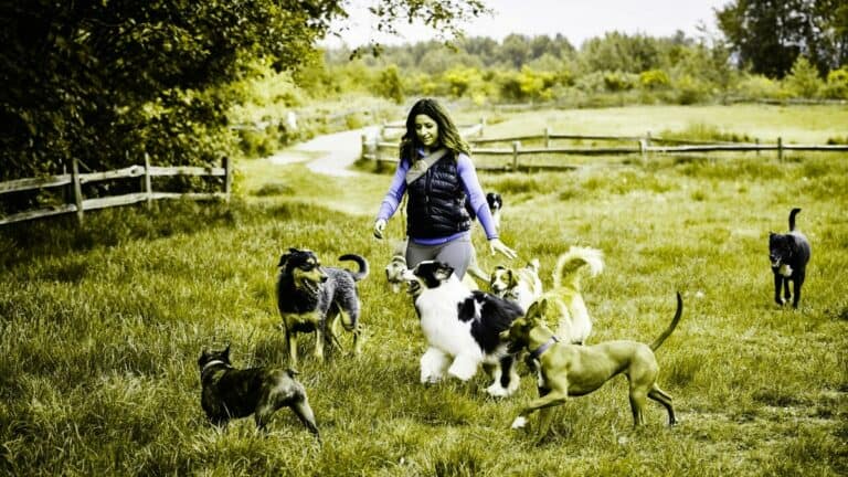 What Colors Can Dogs See? A Comprehensive Guide for Pet Owners - www ...